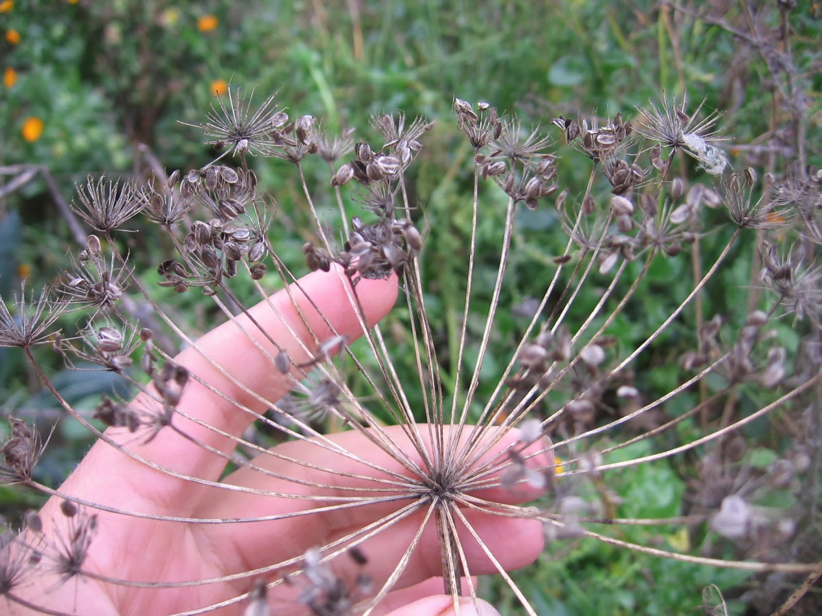 Seminte cultivate cu drag. Seminte Traditionale. Soiuri Romanesti de ...
