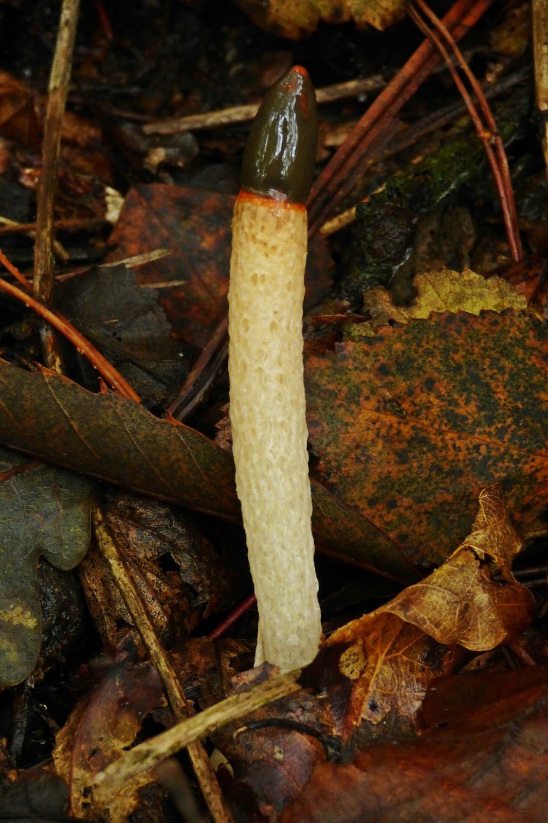 Setas y Hongos de Tineo : MUTINUS CANINUS (Huds.) Fr.