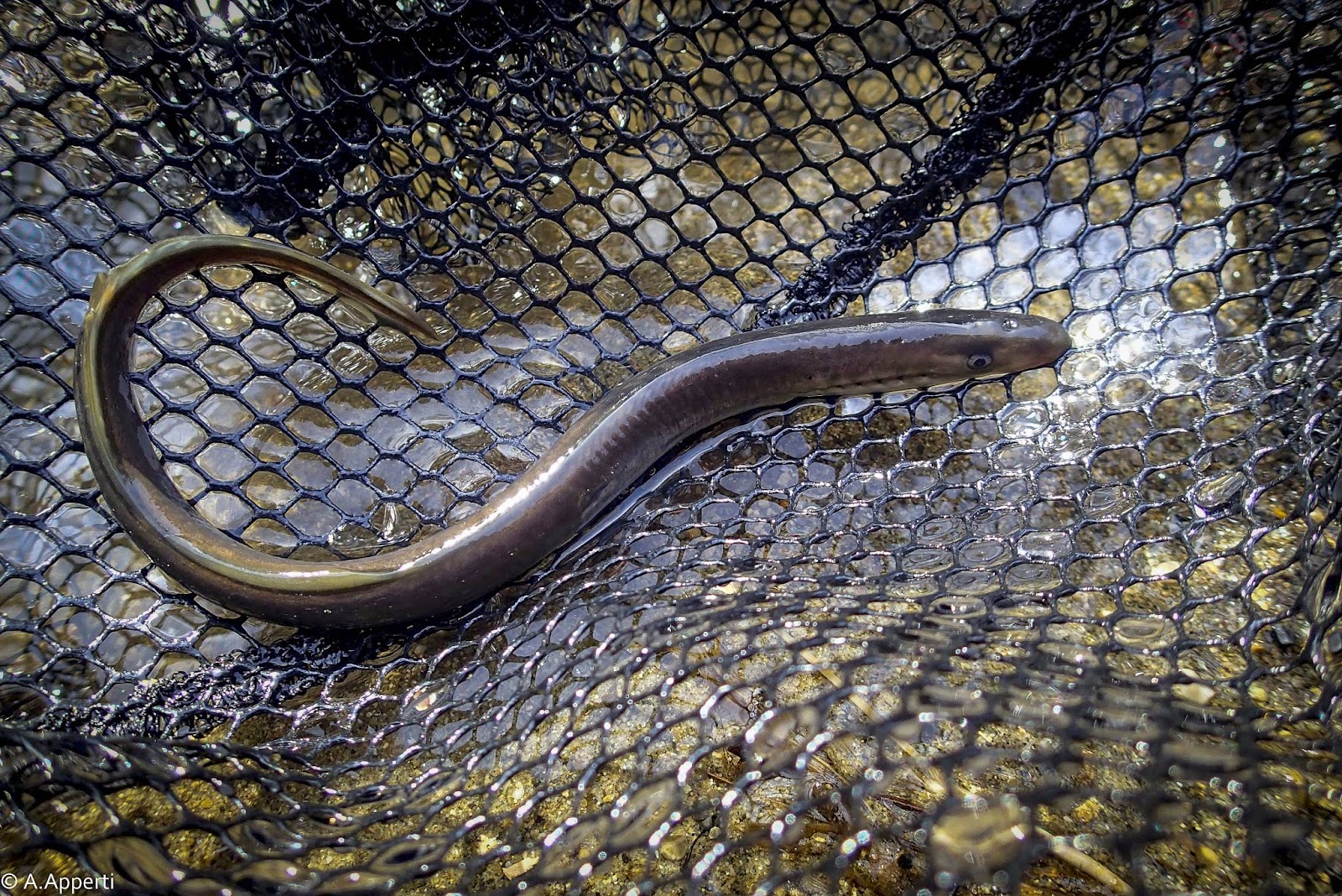 Fishoftherainbow: La lamproie de Planer