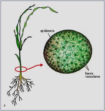 BIOLOGÍA: TEJIDOS DE PROTECCIÓN