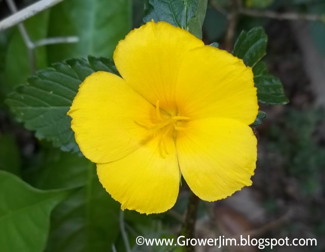 Garden Adventures: Turnera ulmifolia