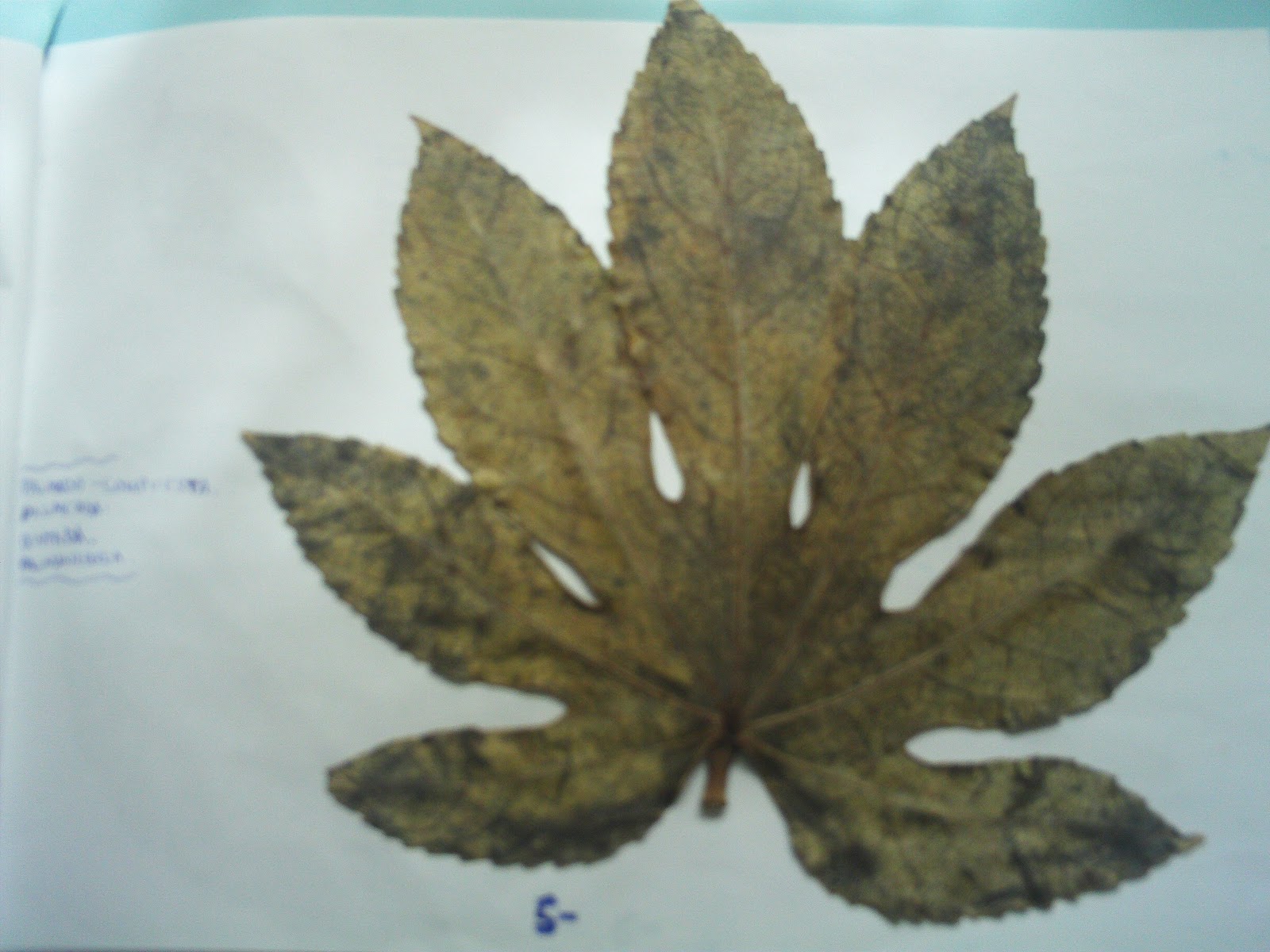 Luigi y Jessica: Plantas disecadas