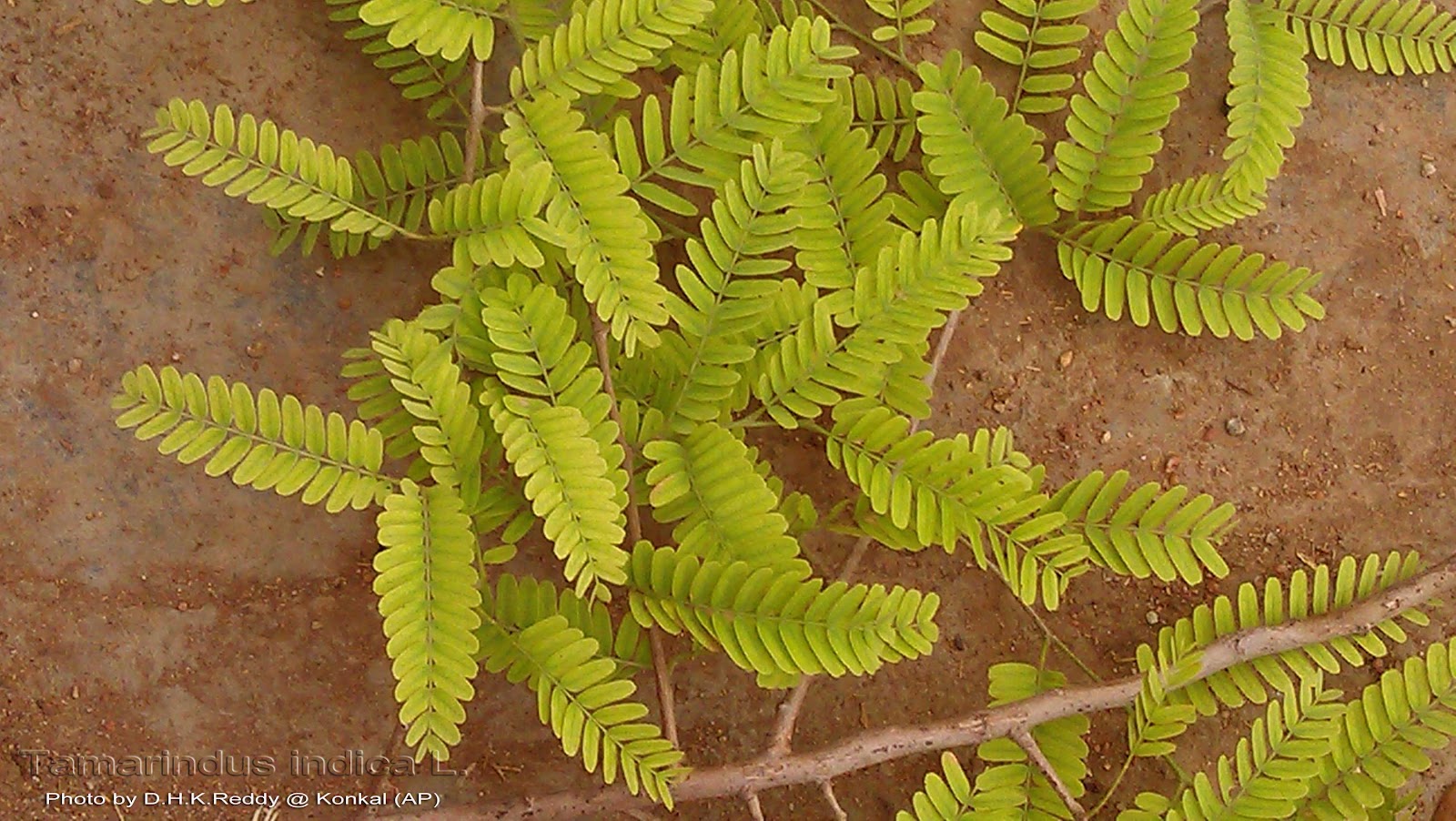 Medicinal Plants: Tamarindus indica Imli Tamarind Chinta Puli