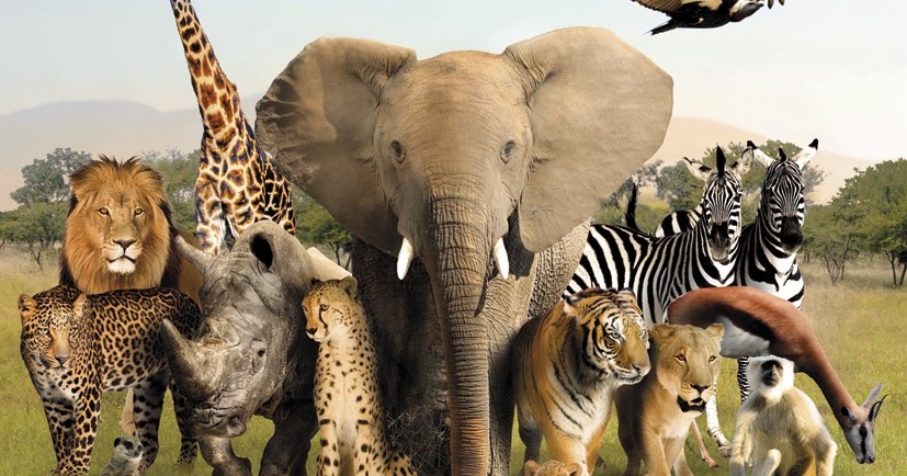 Amazing Facts About Animals. « Luqman Ali Nawaz