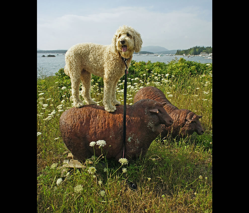 Acadia National Park: 9 plus visités US National Park en 2011 [37 photos]