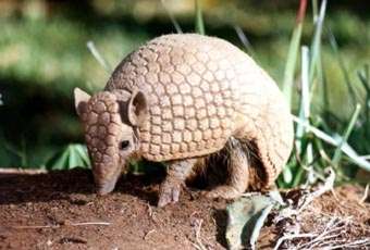 Novelos Nada Exemplares: REAL - Tatu-Bola e fulecar!