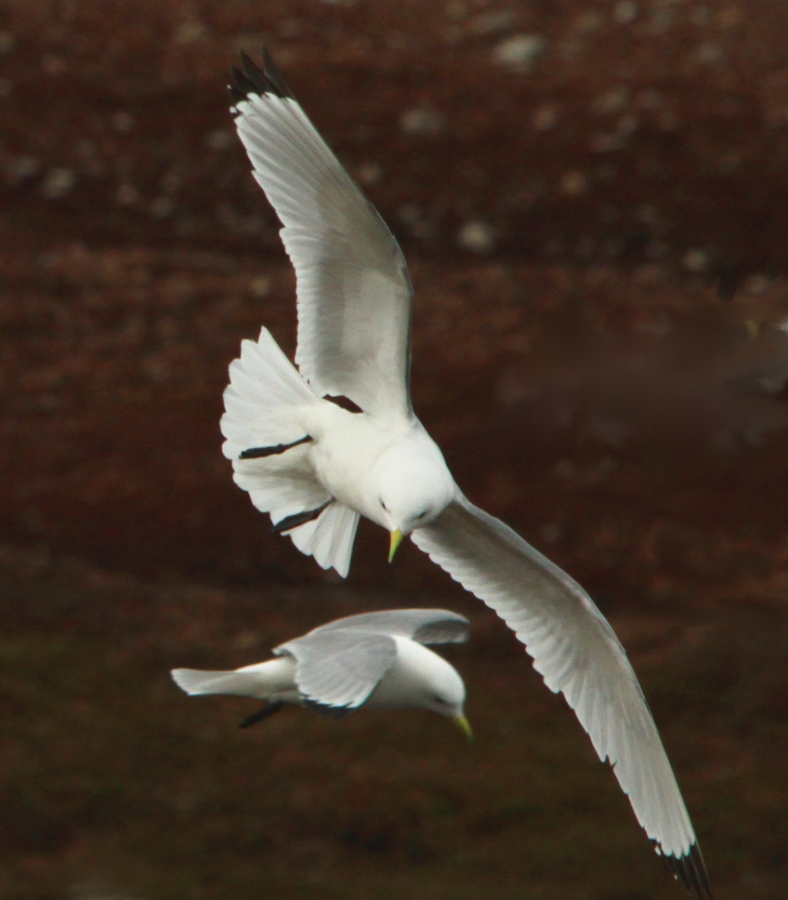 Pehmyt piirto: Kiltti lintu, paha lintu