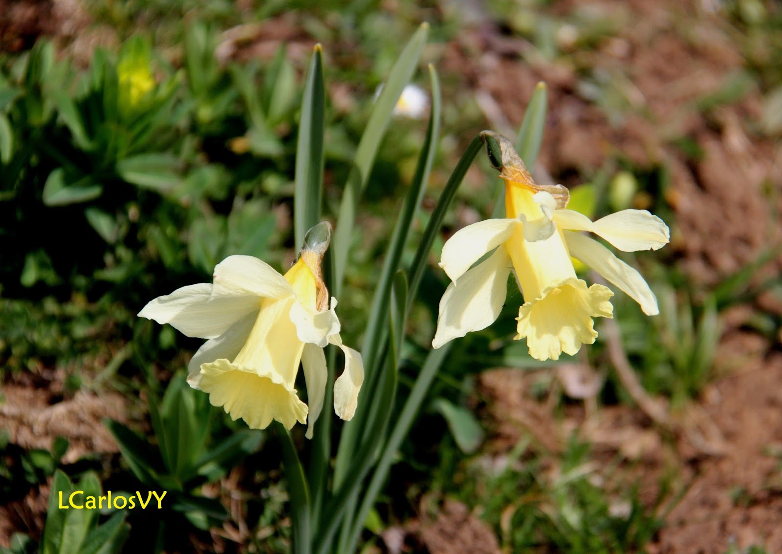 Plantas silvestres de Asturias: Narciso trompón - Narcissus tortuosus