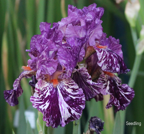 World of Irises: "Talking Irises" BROKEN COLOR IRISES WITH HYBRIDIZER ...