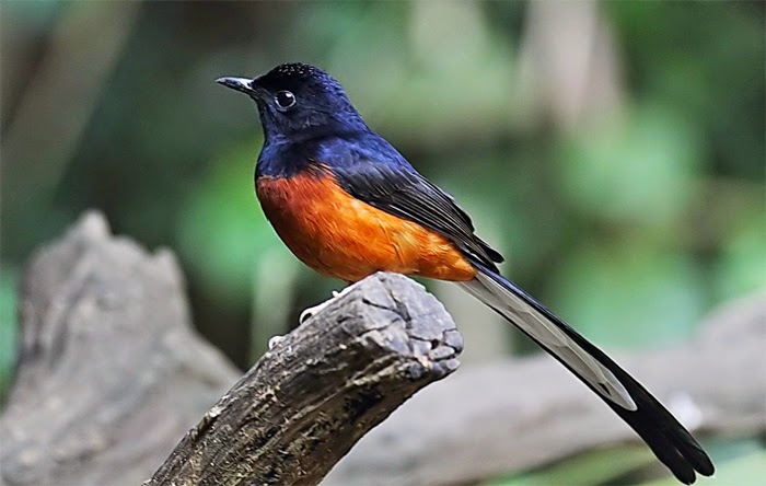 White rumped Shama feeding their babies