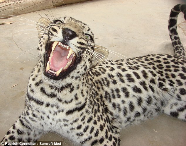White Wolf : Dentist travels around the world to fix Animals' teeth ...