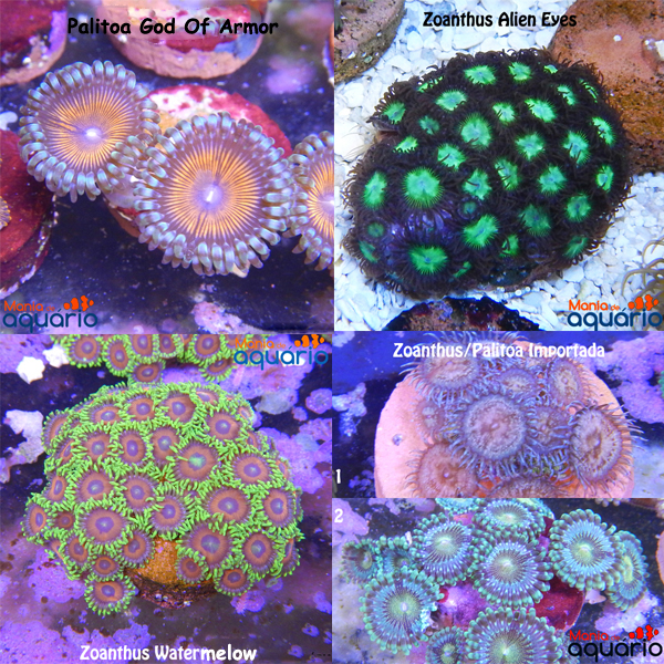 Site Atualizado - Novos Peixes Doces e Marinhos, Corais etc - Brasil ...