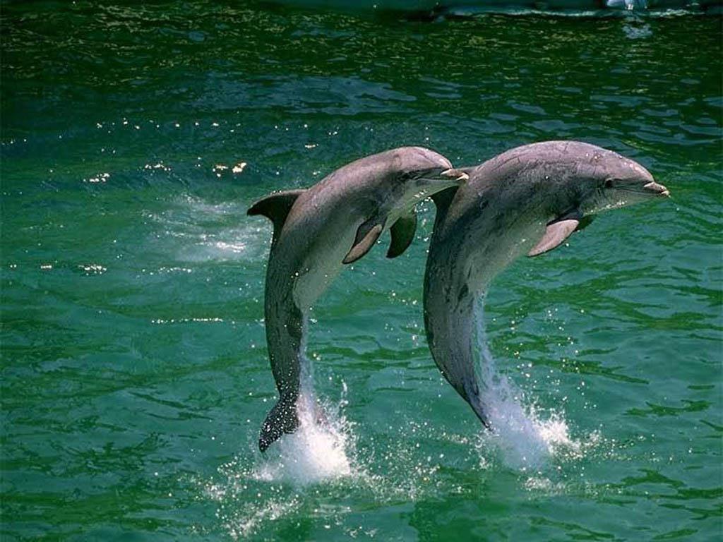 IMÁGENES Y FOTOS DE ANIMALES: Delfines