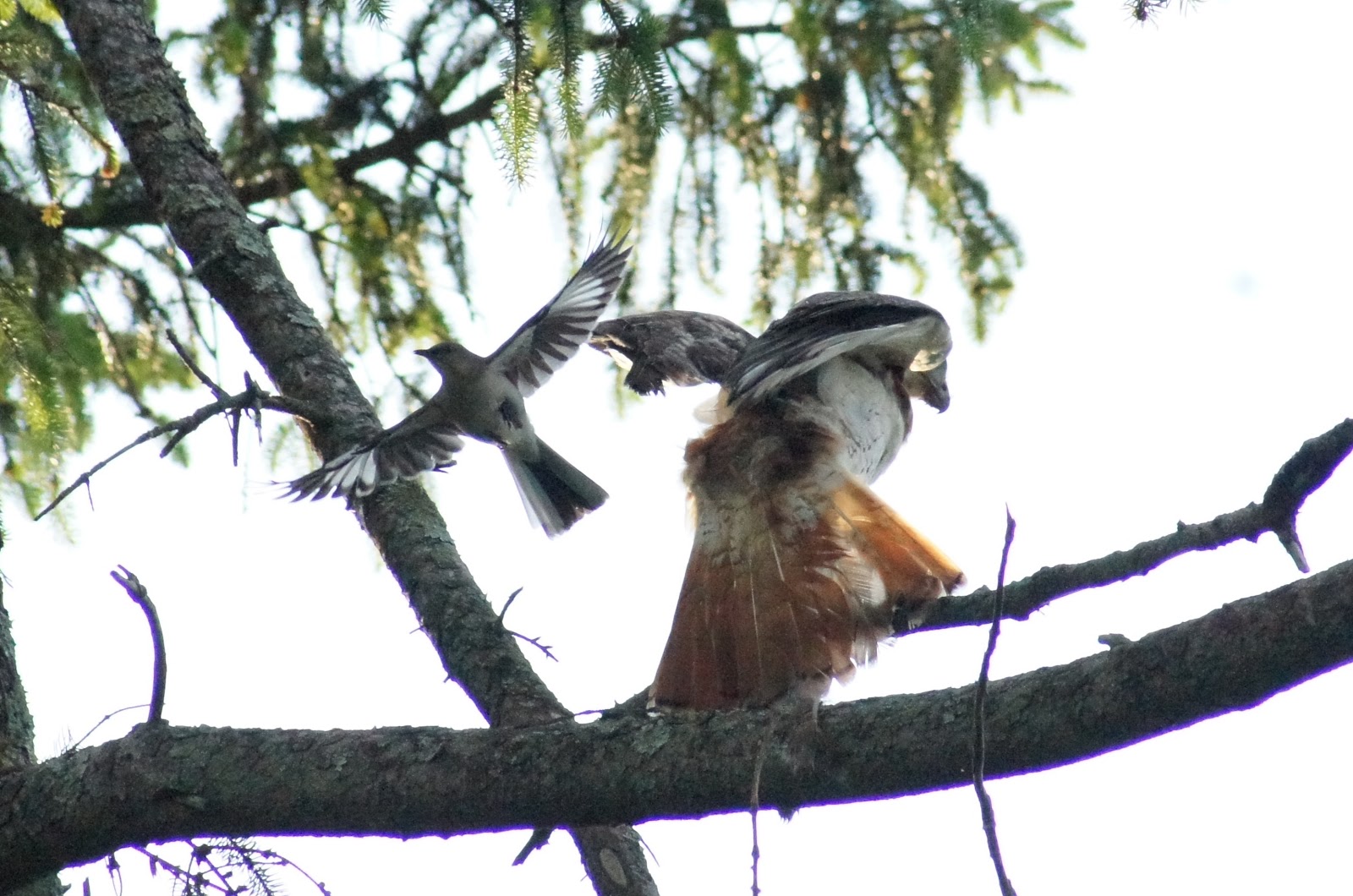 Things with Wings: Red-Tailed Hawk Eating Squirrel