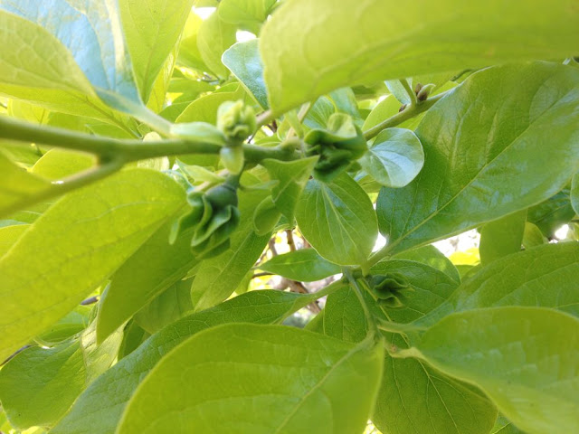 Kumquat, Sugar and Pixels: Fuyu Persimmon Flower