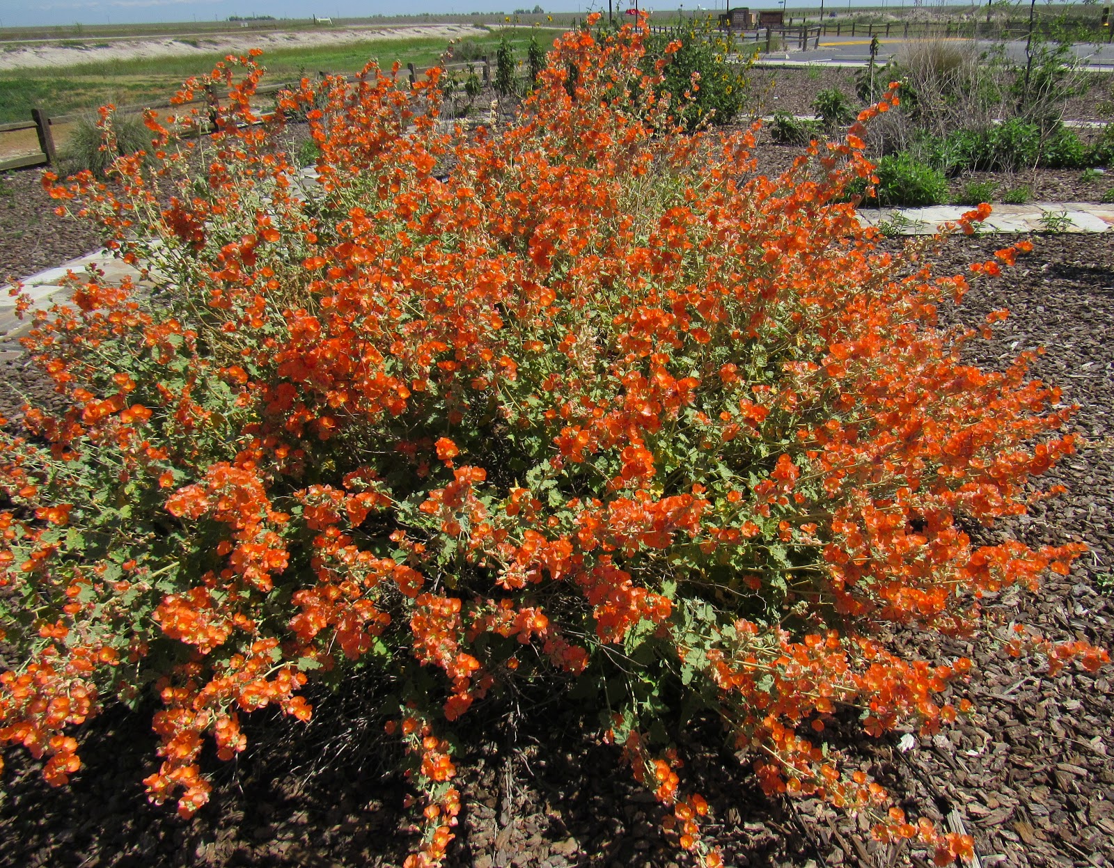 Plant Profile: Apricot Globe Mallow (Sphaeralcea ambigua)
