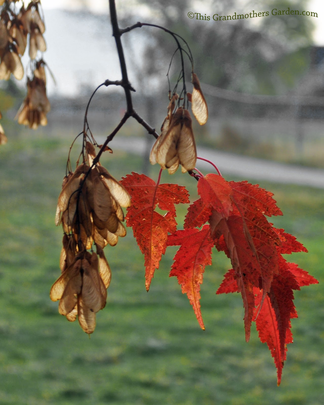 This Grandmother's Garden: The Mystery of Autumn... The Facts May Just ...