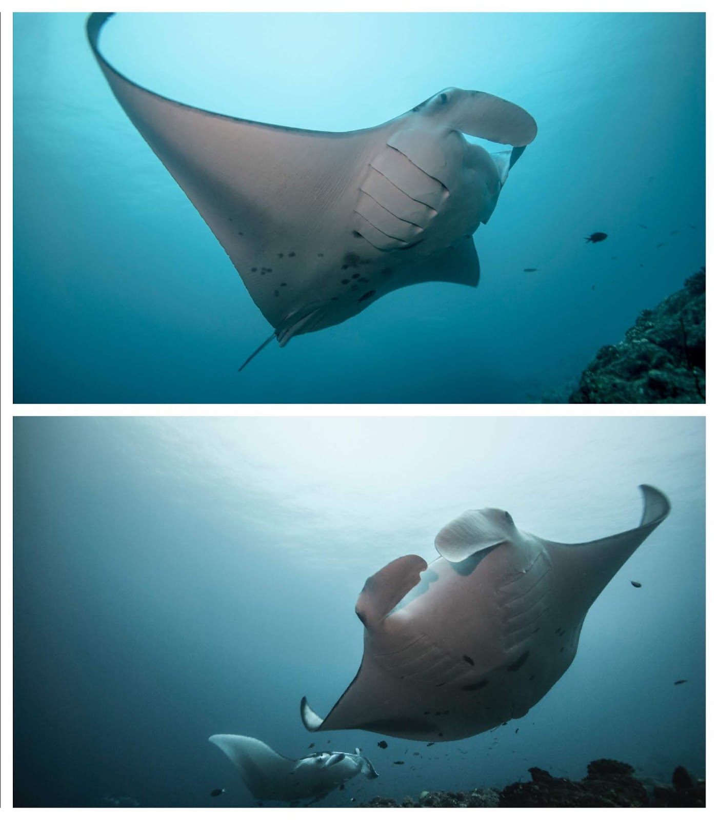 diveOceanus Maldives