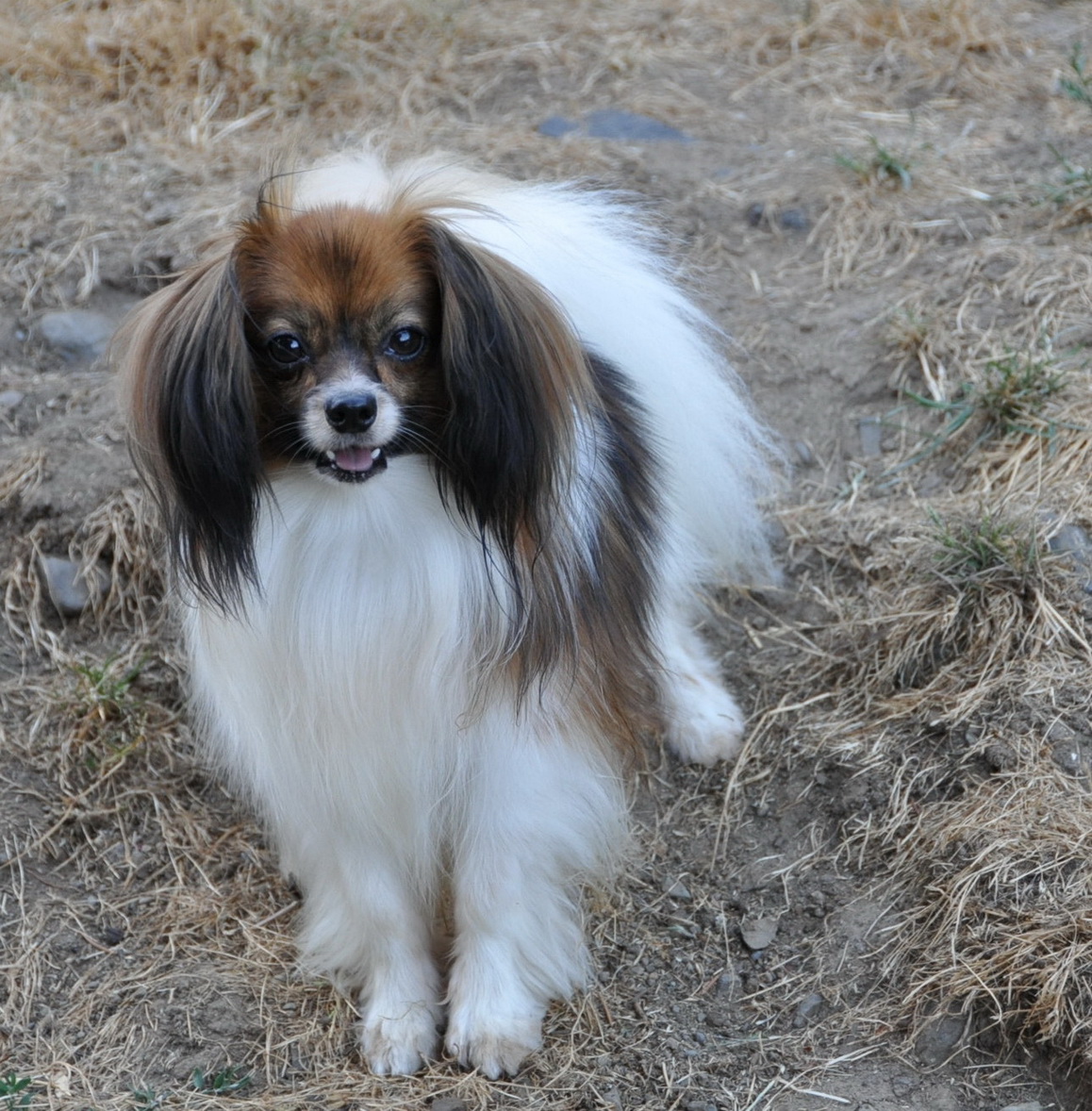 Road's End Papillons : Phalene Dog Ba, IntCH Road's End Strammer Max