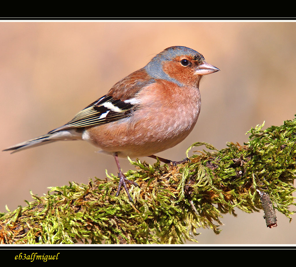 Miguel fotografia: Pinzón vulgar (Fringilla coelebs)
