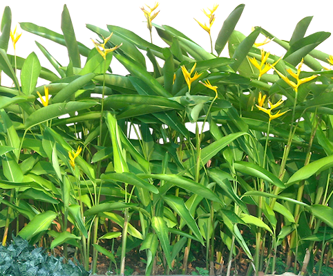 Tropical Plant Pictures: Heliconia