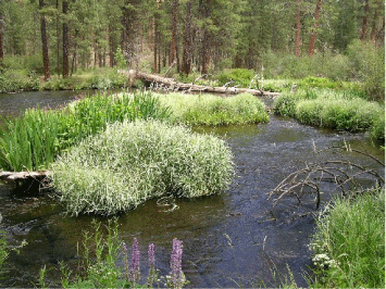 Oregon Invasive Species: Pretty Weeds in Paradise: Ribbon Grass on the ...