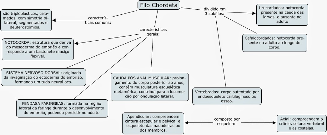 Seja bem-vindo às nossas descobertas científicas!: O Filo dos Chordata ...
