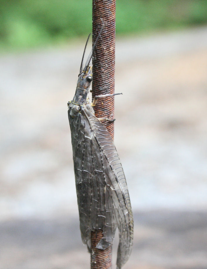 The Öko Box: Strange Shrimp Headed Bug (with wings)