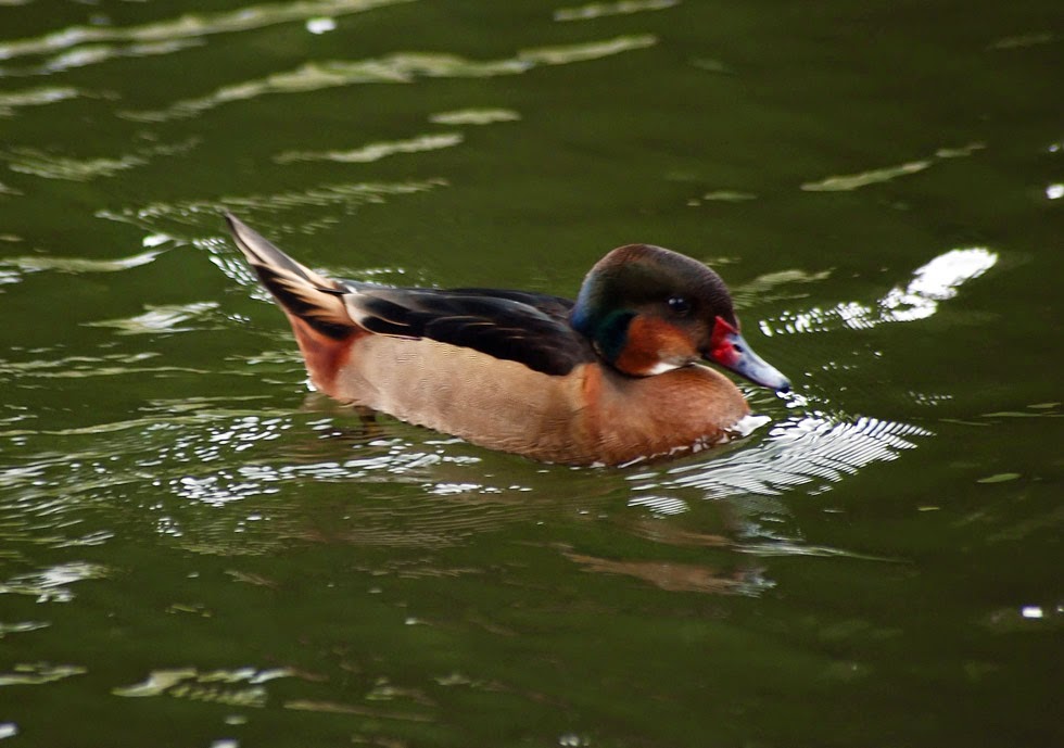 Aves de Marbella: Extraño pato en Rio Verde.
