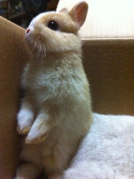 Rabbits for sale in Singapore!: (Sold) Bright coat Vienna Marked Orange ...