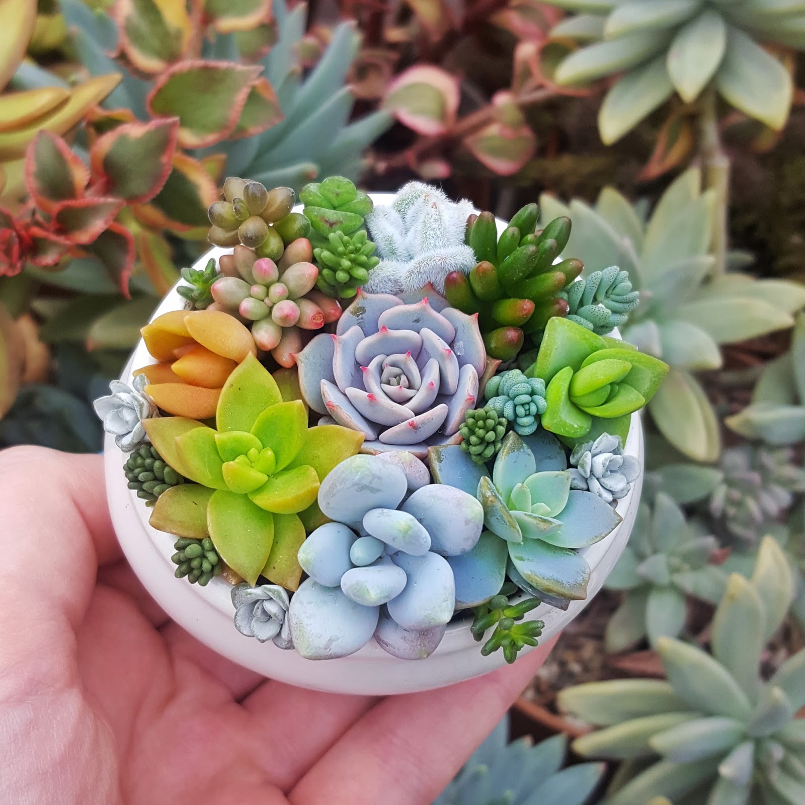 Succulents arrangement