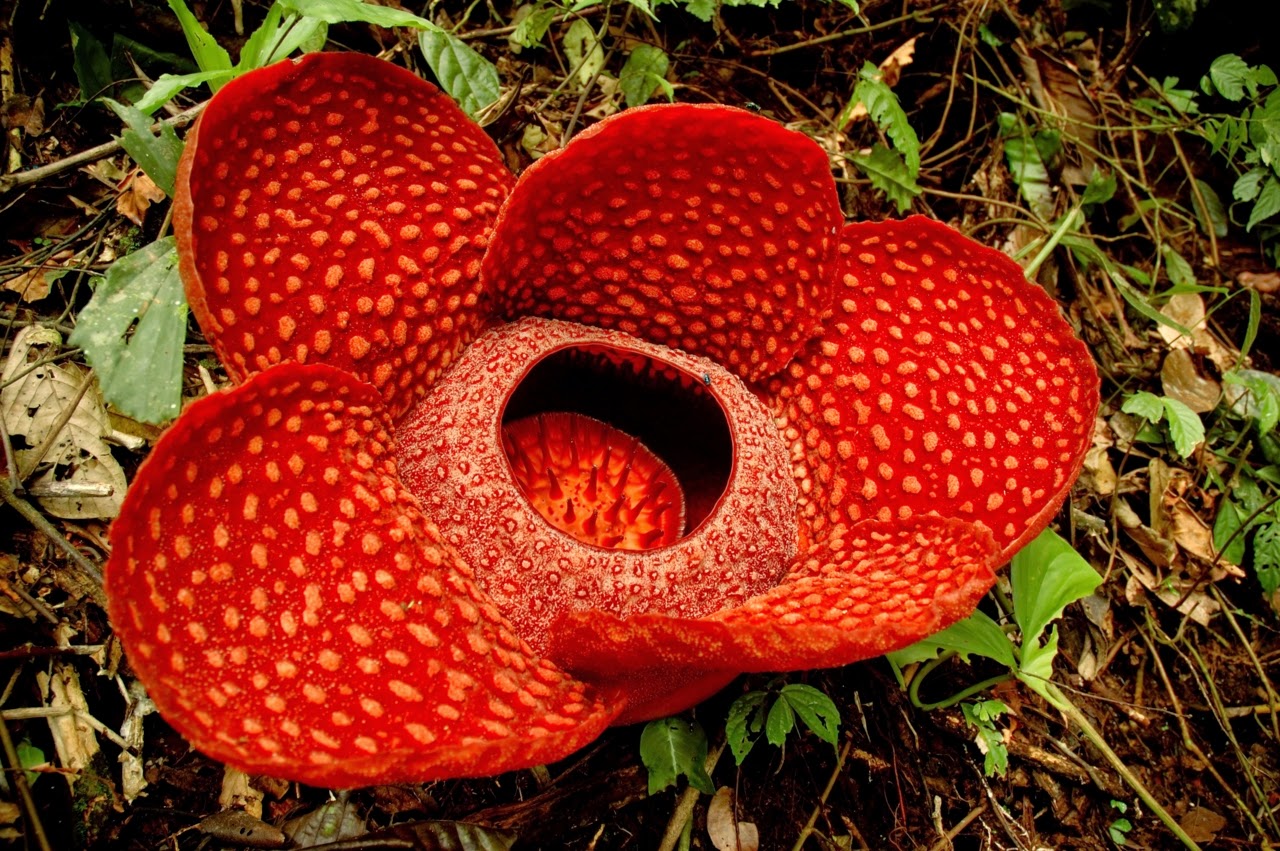 frau: Lucruri interesante despre flori