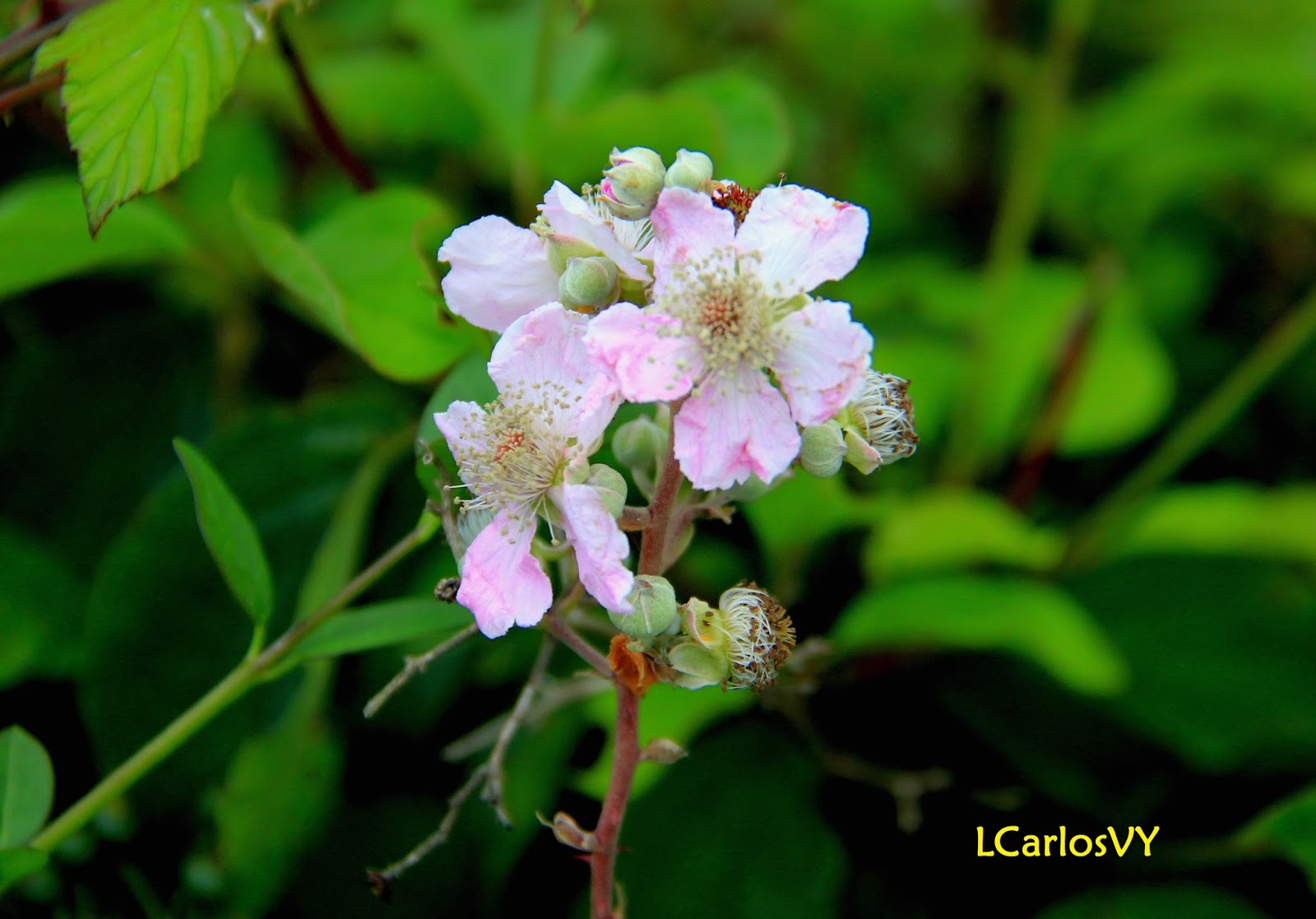 Plantas silvestres de Asturias: Zarza, zarzamora, mora – Rubus Ulmifolius
