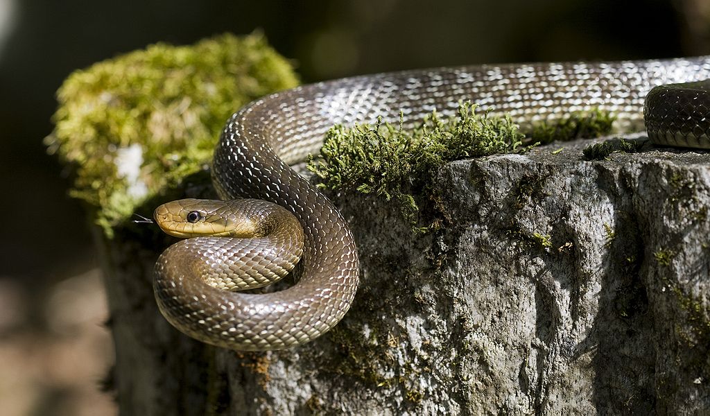 Balkan Wildlife: List of snakes in Bulgaria