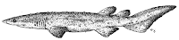 Tiburones en Galicia: Claves de los nueve órdenes de tiburones