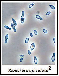 EnoViti: The Rise and Fall of Yeast and Bacteria During Fermentation ...