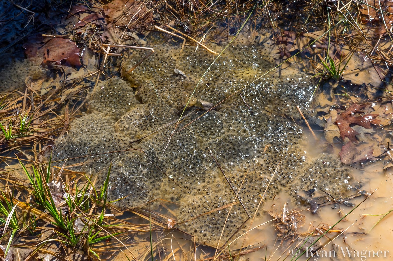 Field Life: Early Spring Egg Masses