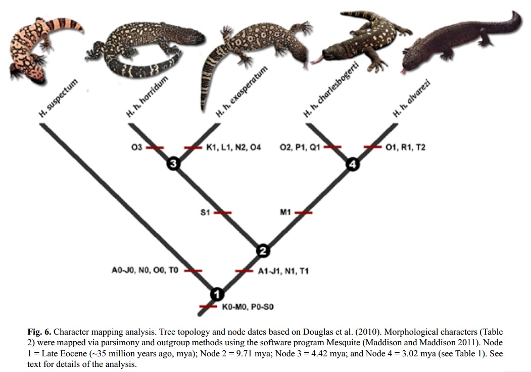 Species New to Science: [Herpetology • 2013] Taxonomic Reassessment and ...