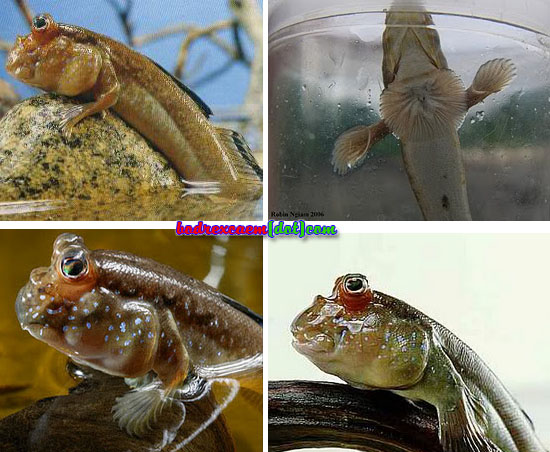 Inilah Ikan Unik Yang Bisa Berjalan (Video) - Bodrex Caem