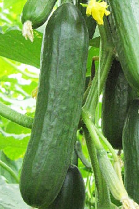 The Importance Of Cucumber Consumption To Human Health ~ Welcome To