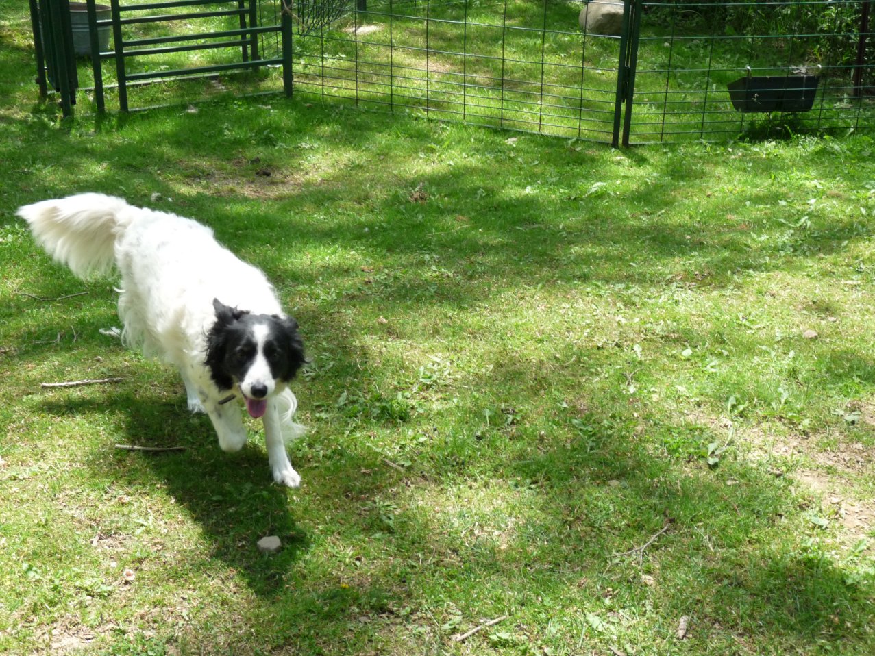 Hill Shepherd: WHITE BORDER COLLIES