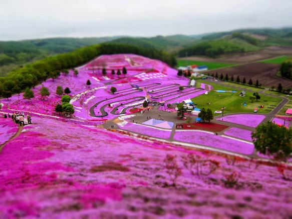 Pink Park in Japan - Tours Way
