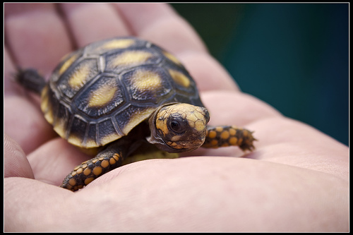 Dibujo de morrocoy - Imagui