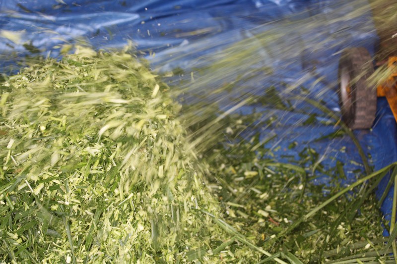 Maralfalfa Veracruz MEXICO: Maralfalfa en Veracruz Mexico