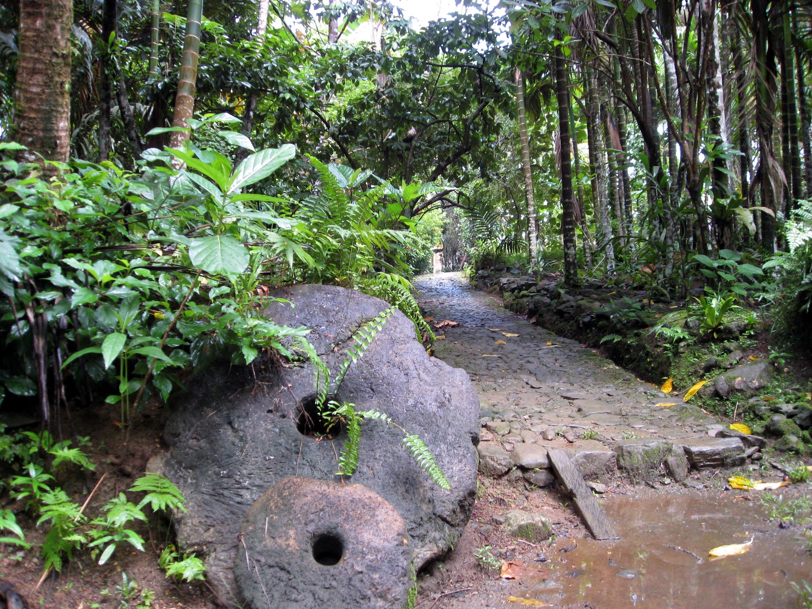 Tropical forest on the Micronesian Island of Yap