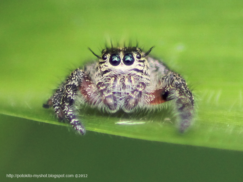 My Shot Gallery of Bengkulu: Heavy Jumper Jumping Spider (Hyllus sp ...
