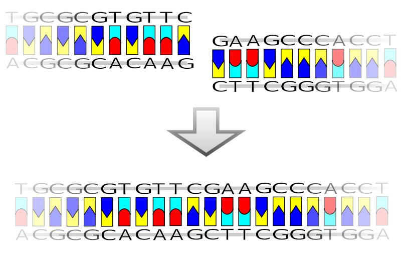 Como se recombina el ADN en la naturaleza