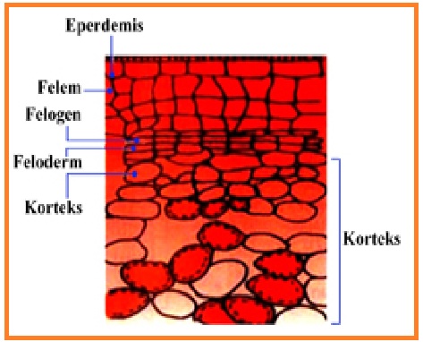 JARINGAN TUMBUHAN - Biology Page