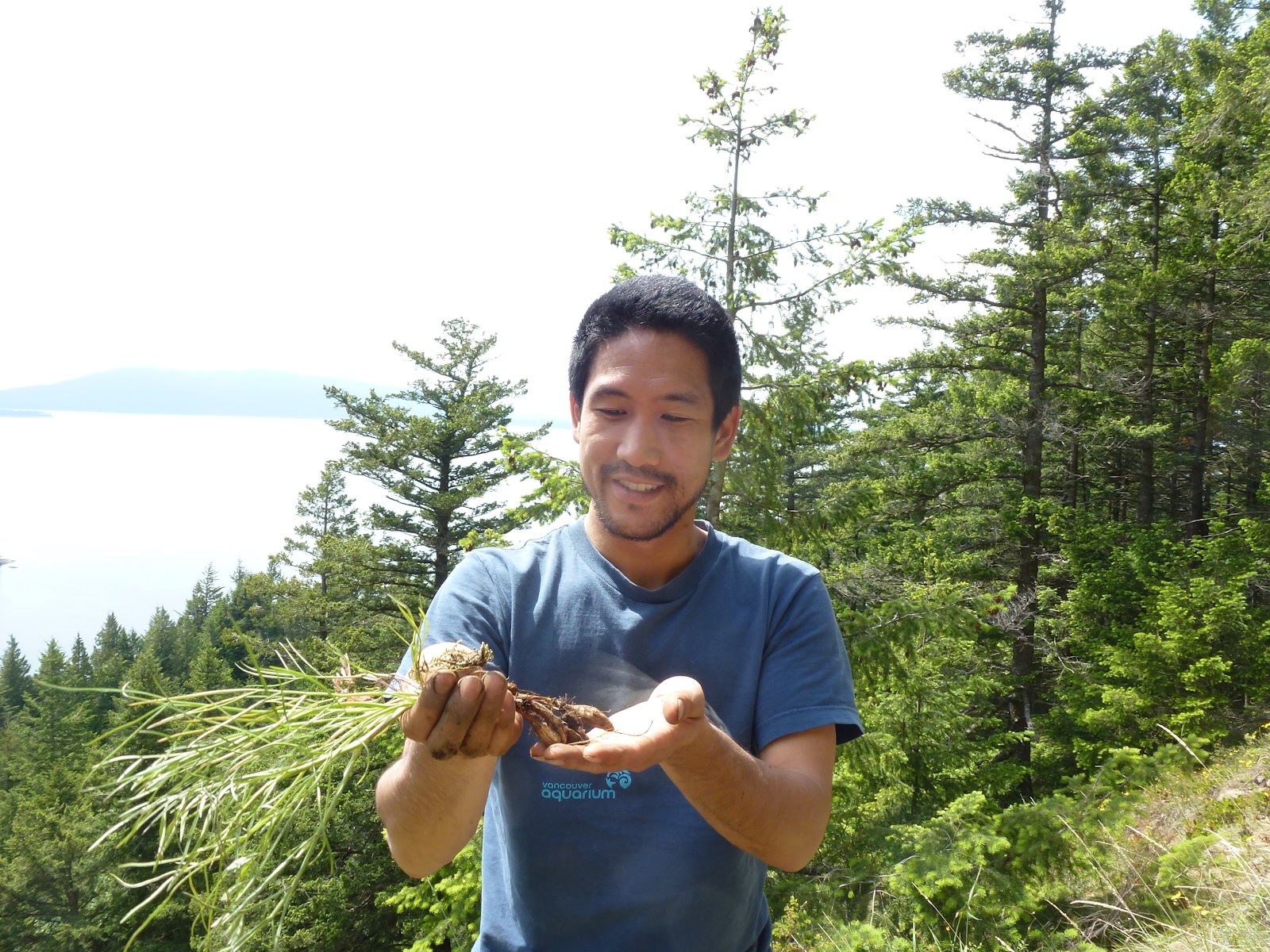 Wild Harvests: Yampa, more than a taste