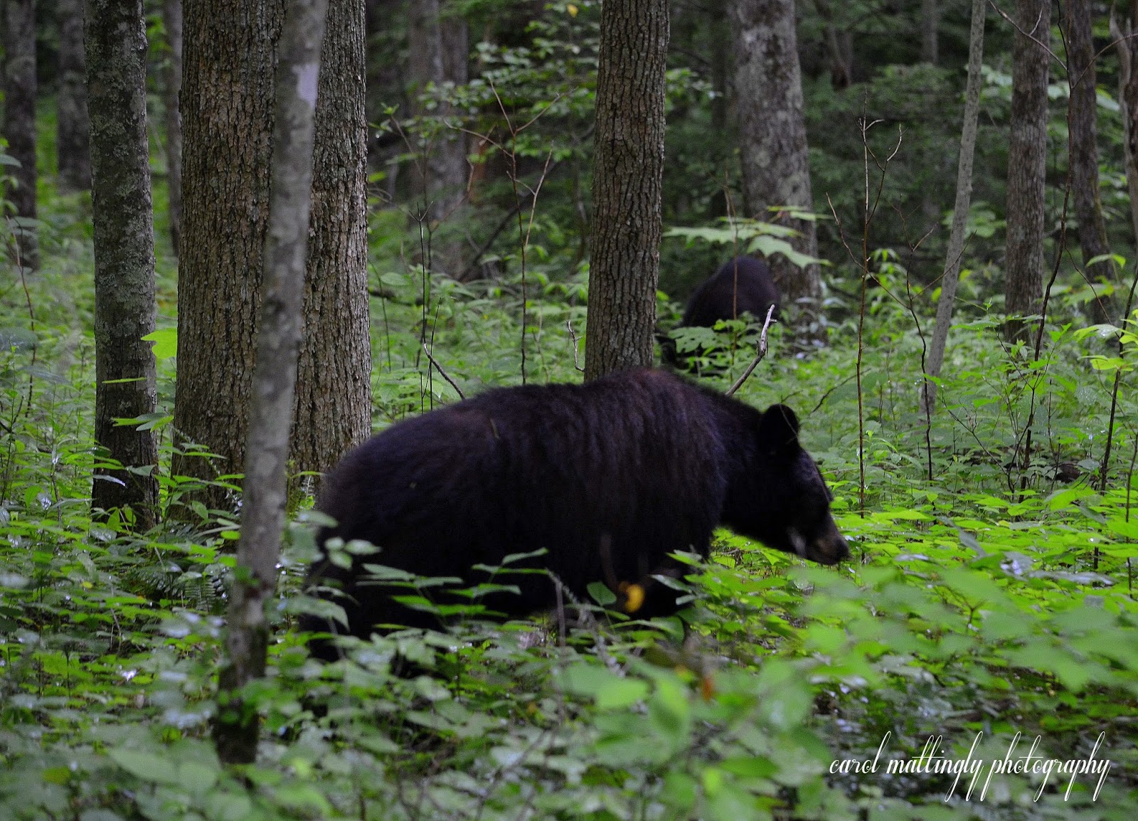 Carol Mattingly Photography: Black Bears, Great Smoky Mountains ...